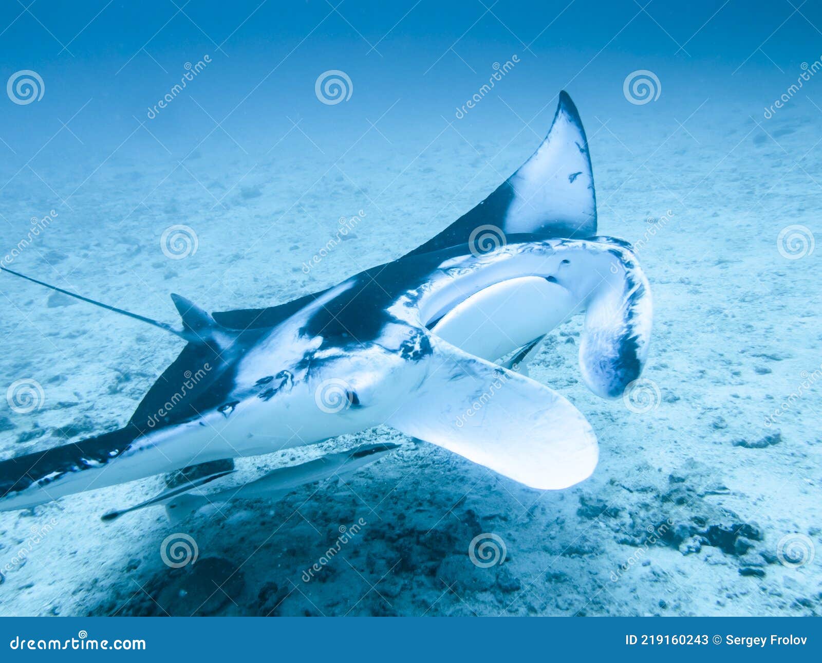 Manta Ray at the Bottom of the Indian Ocean Stock Image - Image of ...