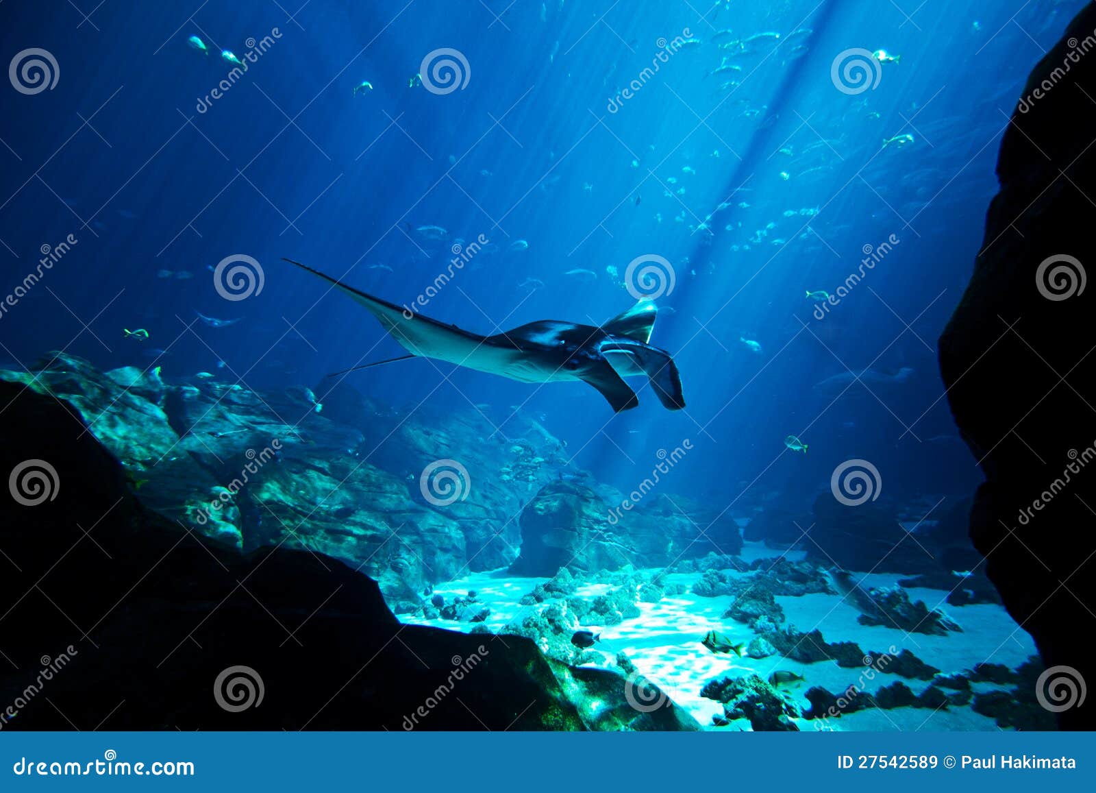 Manta Ray in the Deep Blue Ocean Stock Image - Image of birostris ...