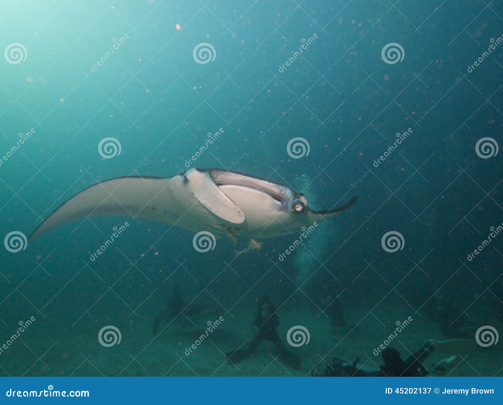 Manta Ray do recife imagem de stock. Imagem de maldivas - 45202137