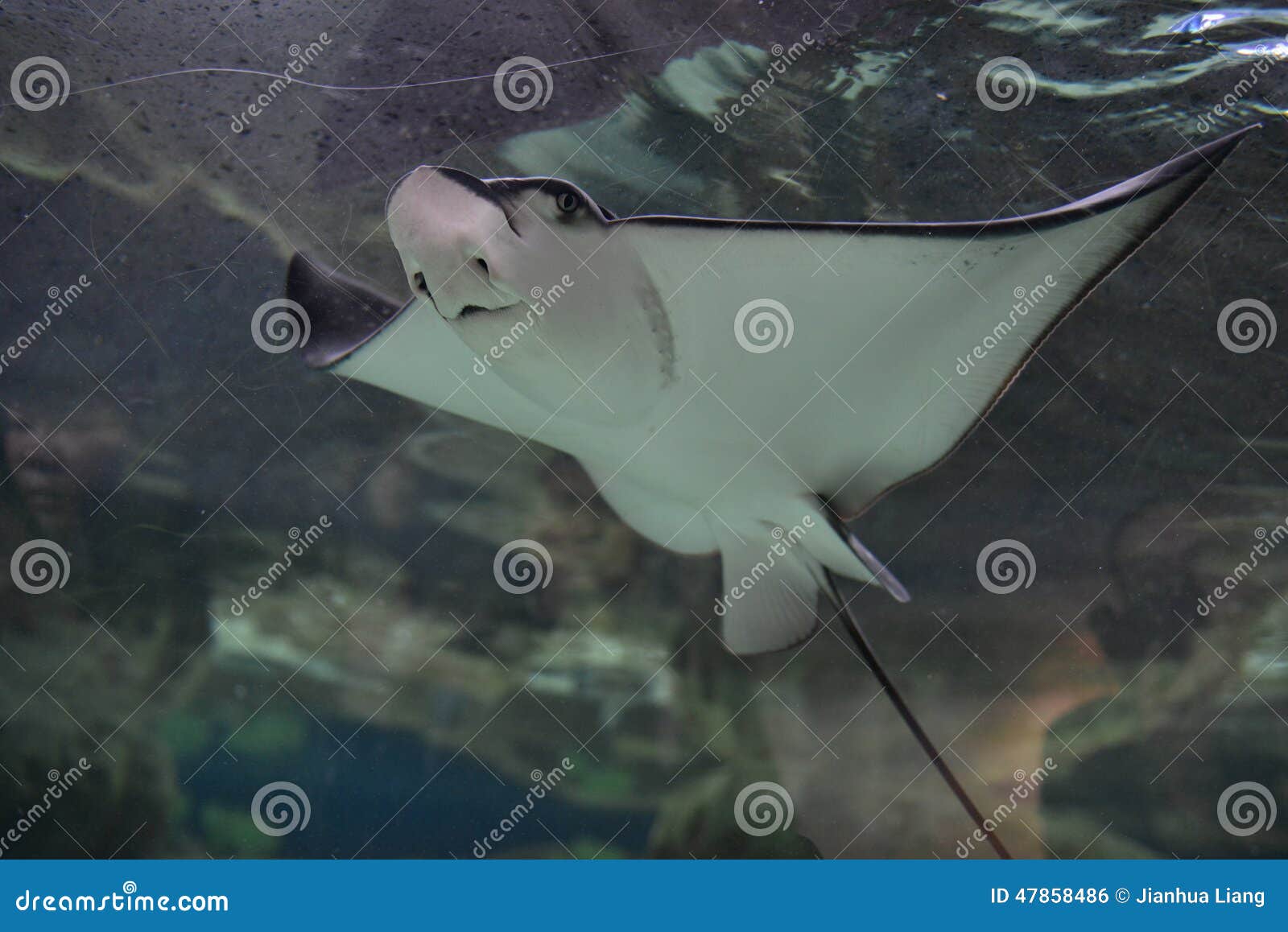 Manta Ray en acuario foto de archivo. Imagen de rayos - 47858486