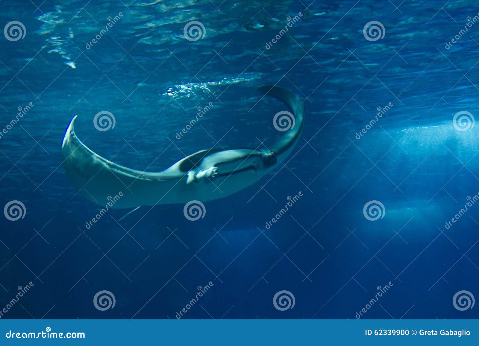Manta Ray Fish Floating Underwater Stock Photo - Image of oceanario ...