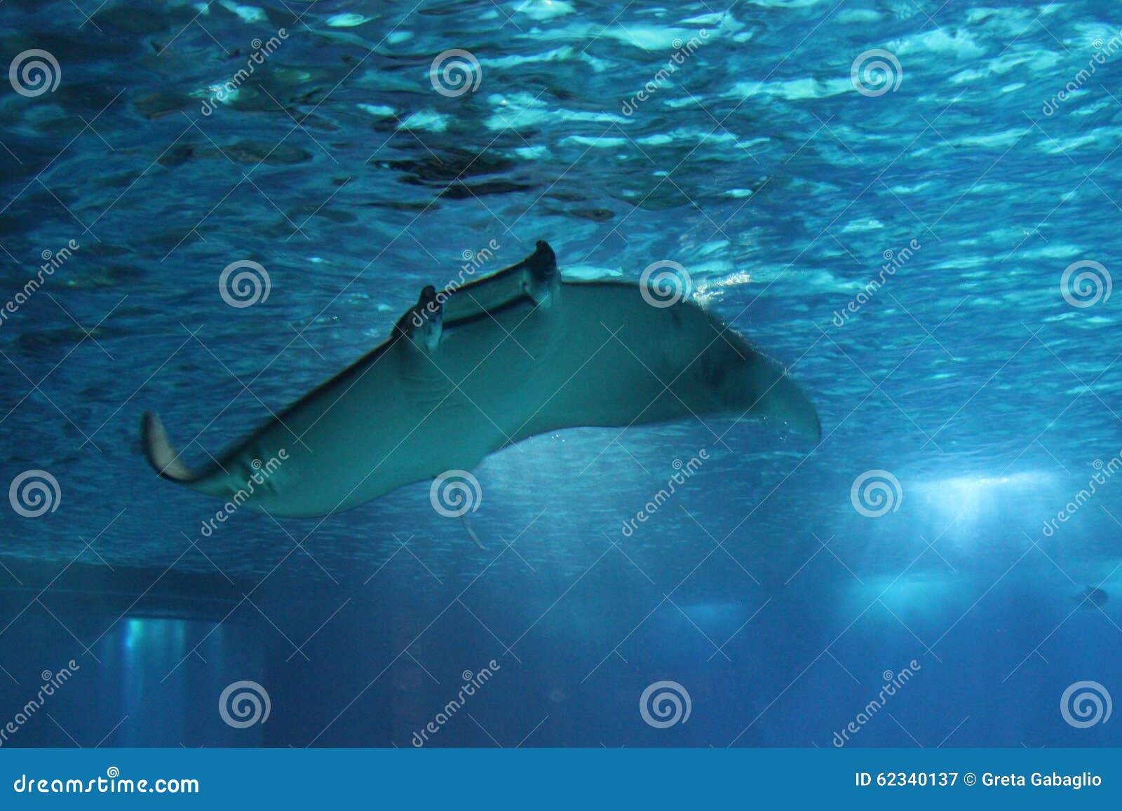 Manta Ray Floating Underwater Stock Photography | CartoonDealer.com ...