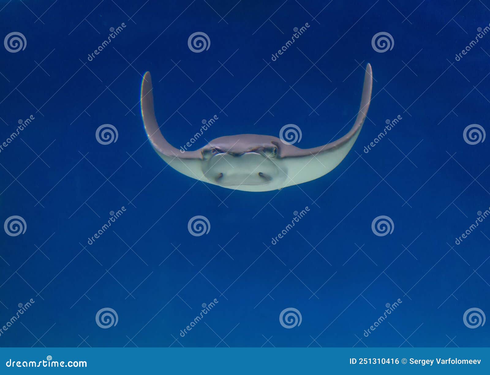 Manta Ray Float in Blue Water Stock Photo - Image of water, fisheye ...