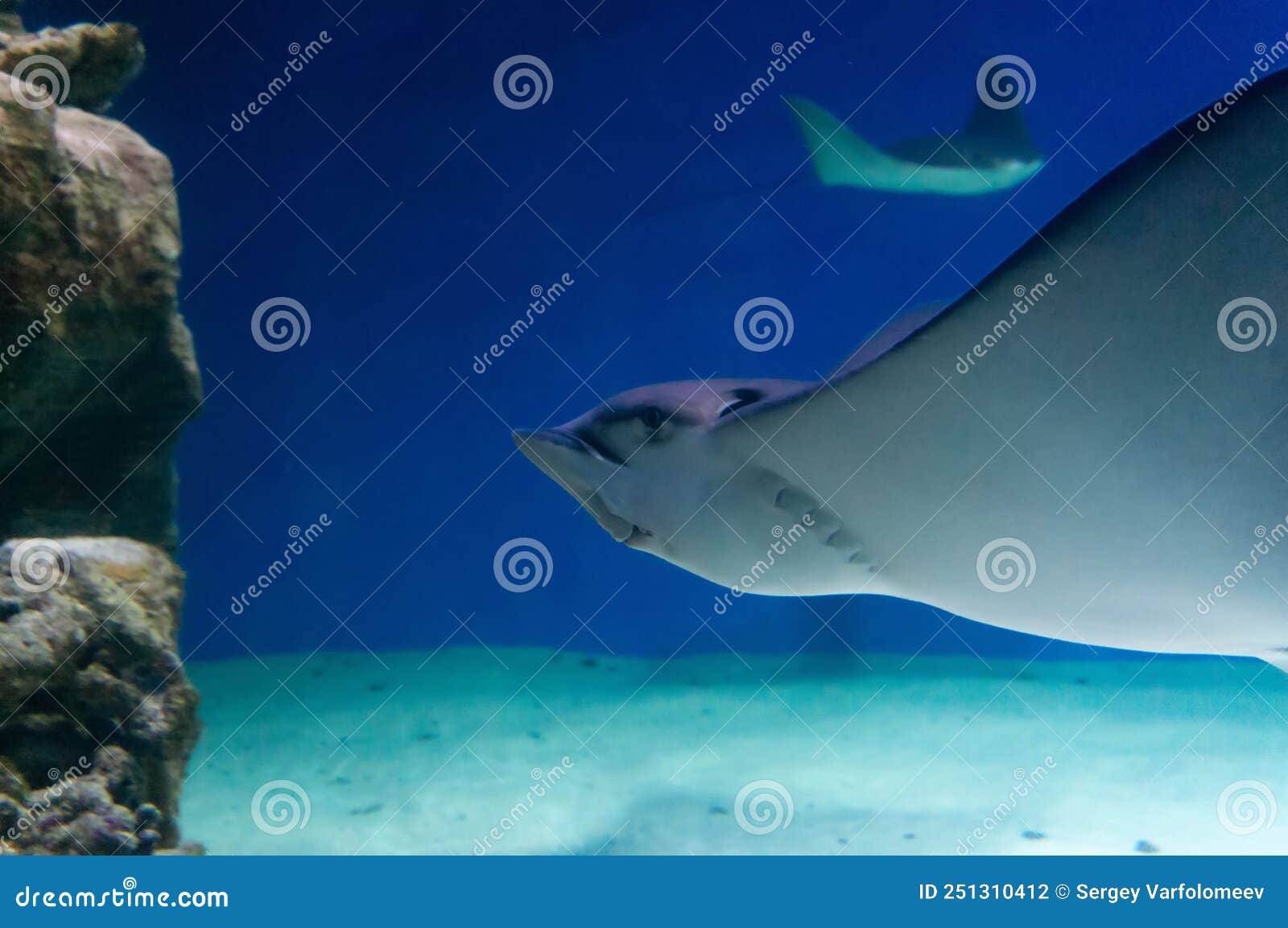 Manta Ray Float in Blue Water. Stock Photo - Image of animal, blue ...