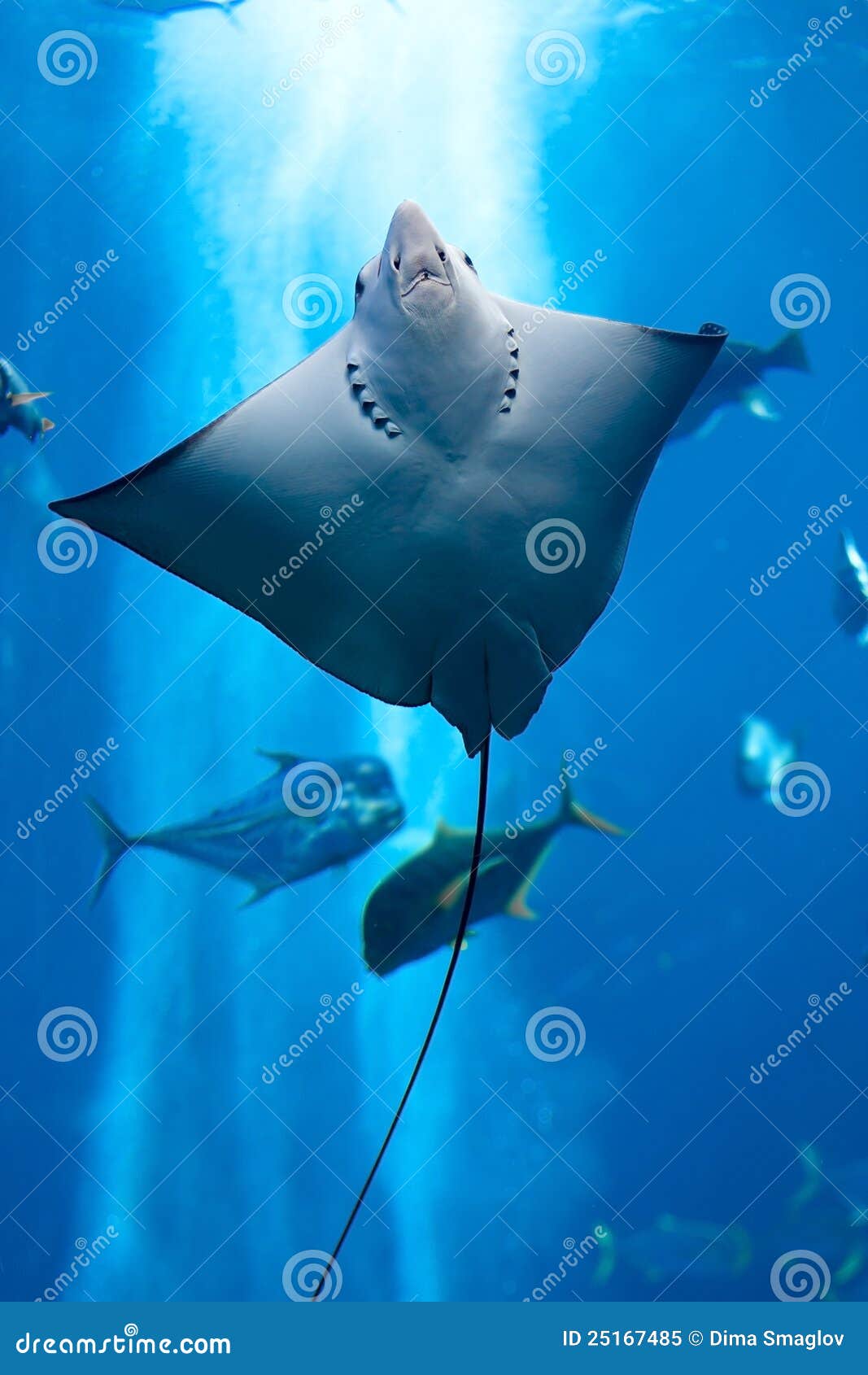 Manta Ray Floating Underwater Stock Photo | CartoonDealer.com #40084152
