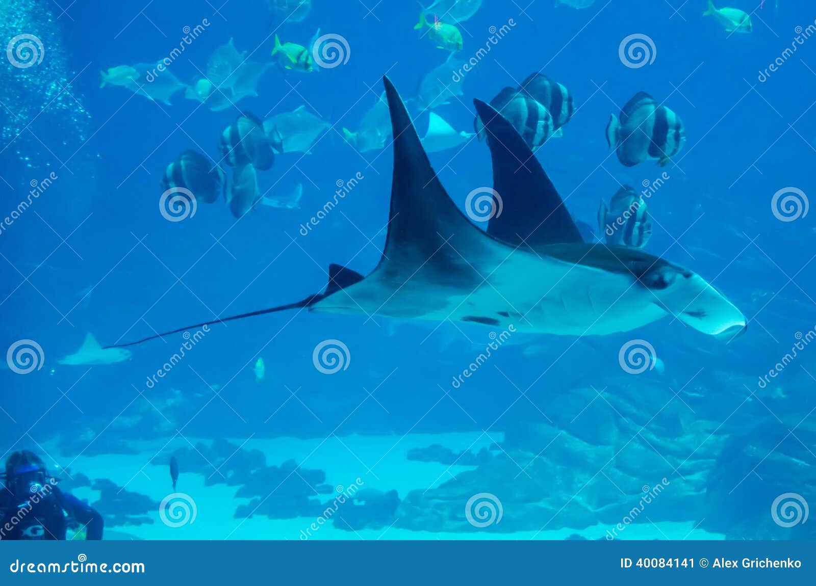 Manta Ray Floating Underwater Stock Image - Image of life, ocean: 40084141