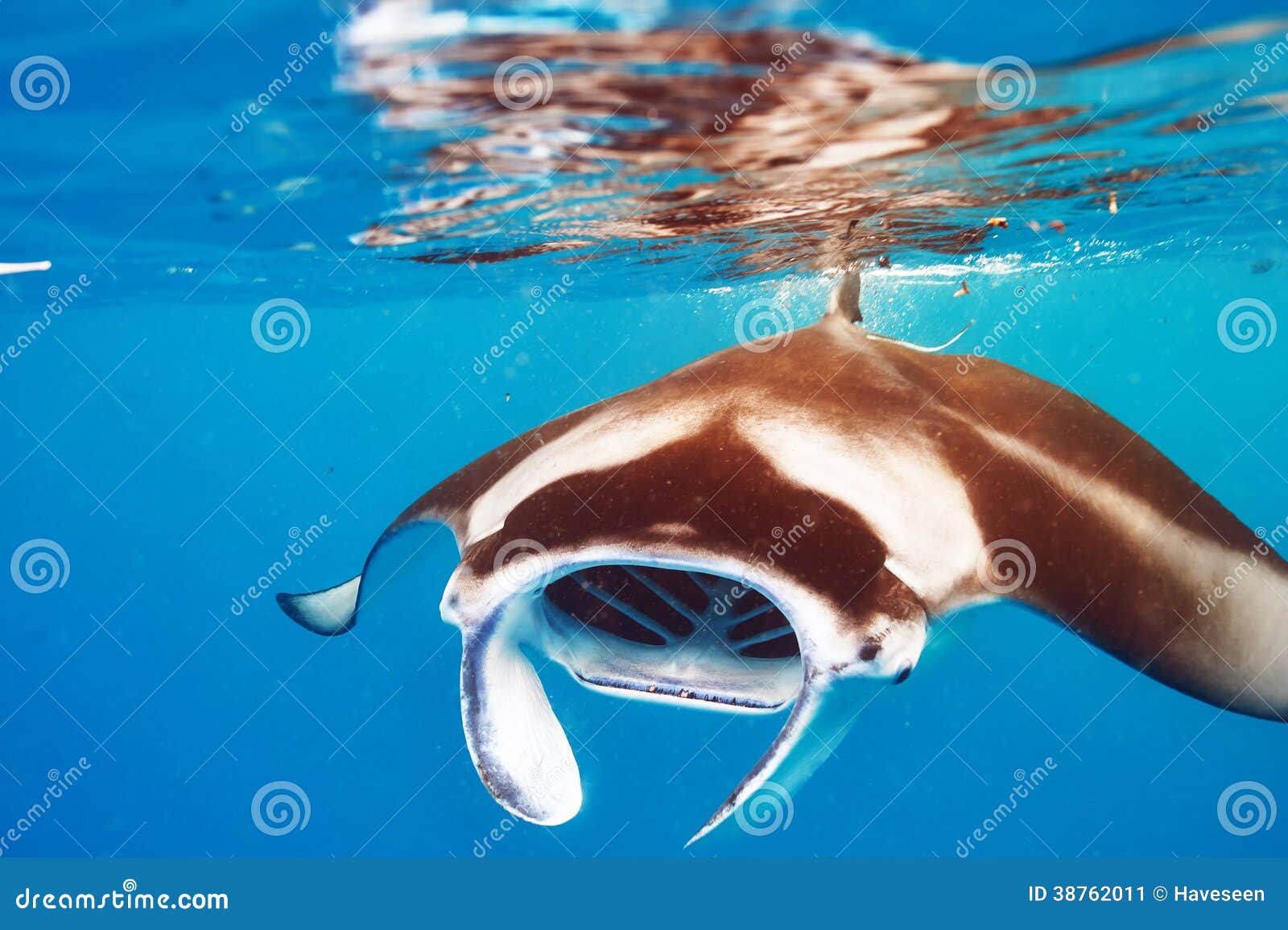 Manta Ray Floating Underwater Stock Image | CartoonDealer.com #40084141