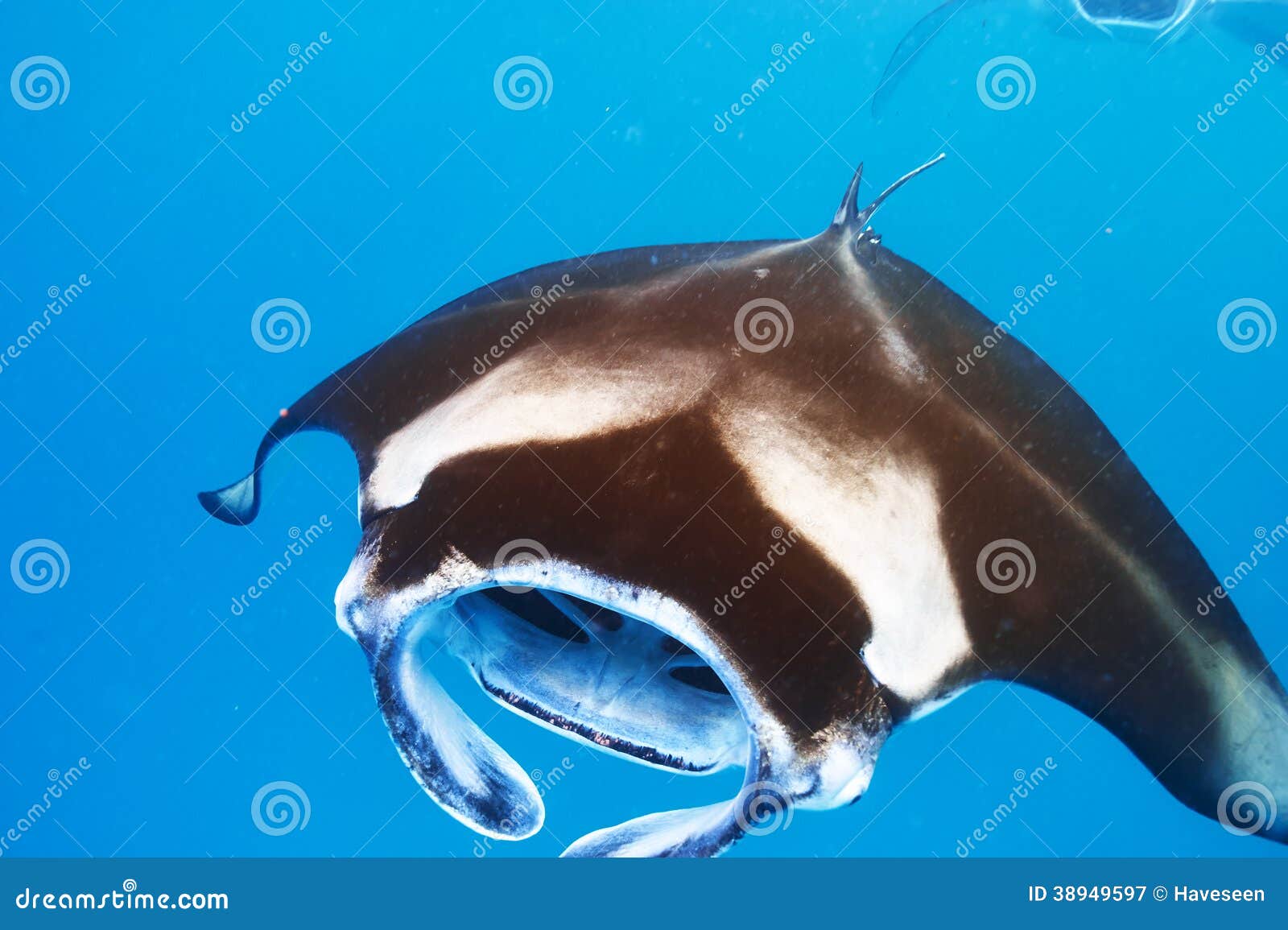 Manta Ray Floating Underwater Stock Image - Image of swimming, wildlife ...