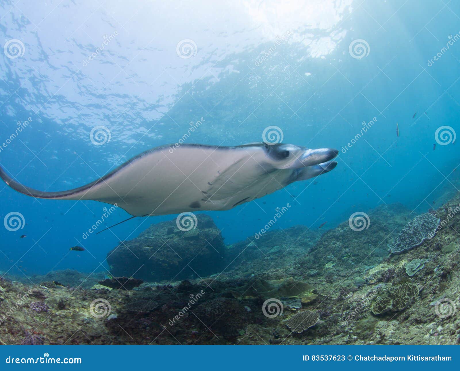 Manta ray is flying stock image. Image of indonesia, wildlife - 83537623