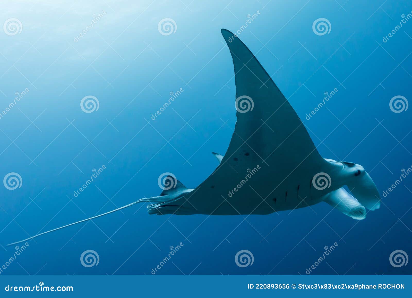 Manta Ray Flying by in Cristal Blue Water Stock Photo - Image of asia ...