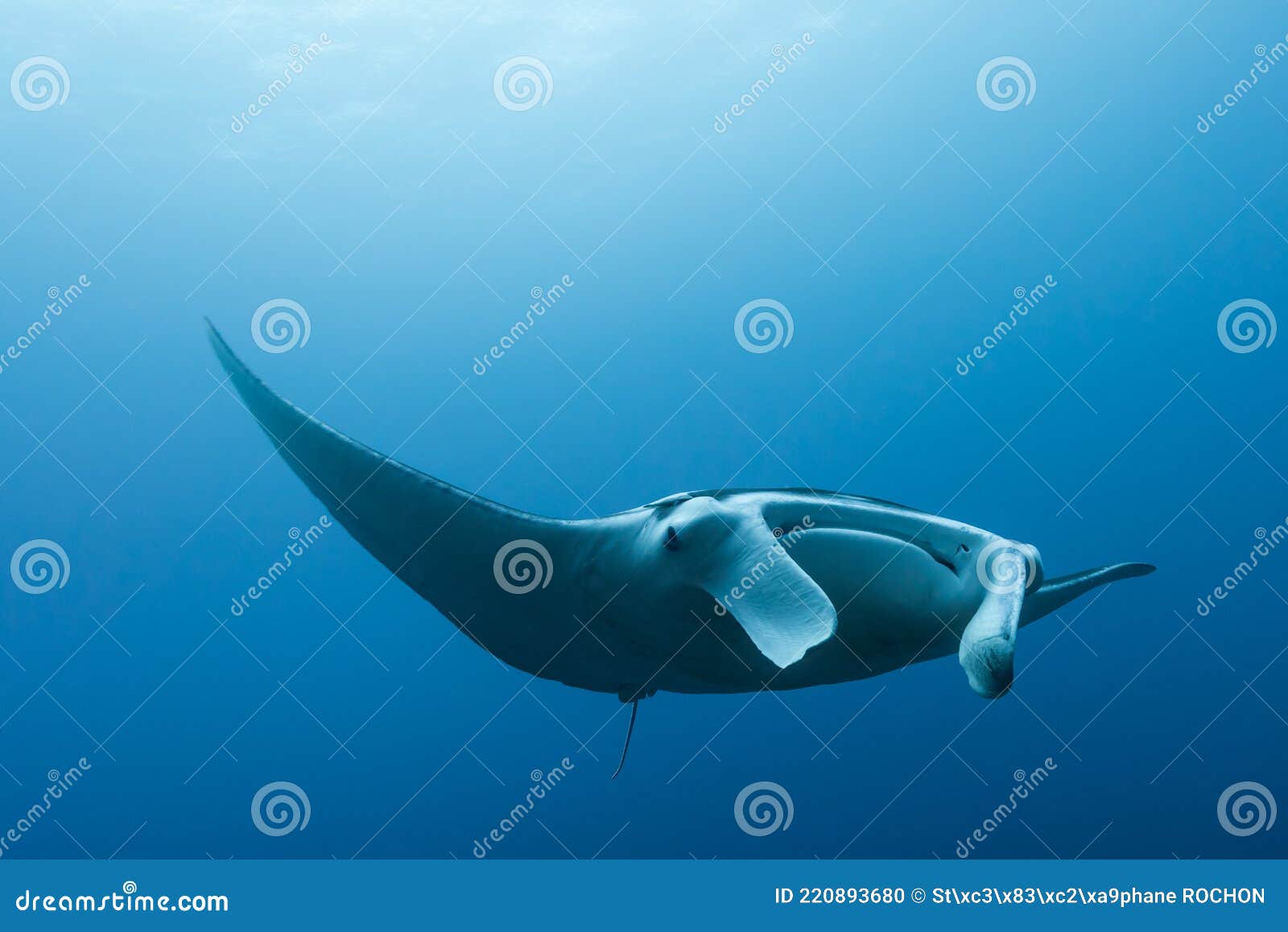 Manta Ray Flying by in Cristal Blue Water Stock Photo - Image of ampat ...