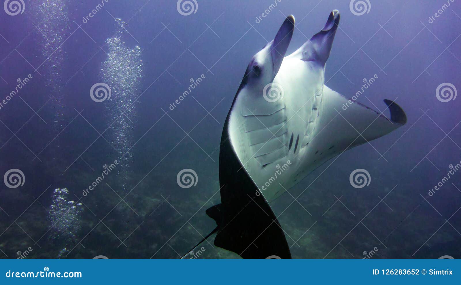 Manta Ray Flying Over the Reef, Maldives. Stock Photo - Image of asia ...