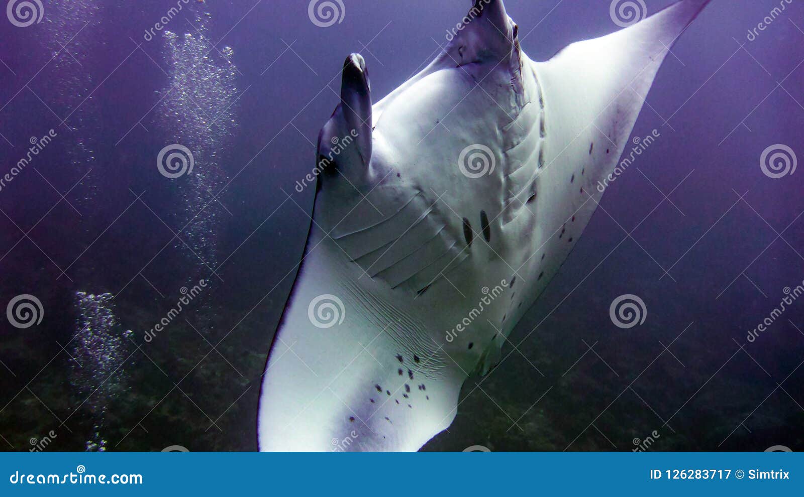 Manta Ray Flying Over the Reef, Maldives. Stock Image - Image of school ...