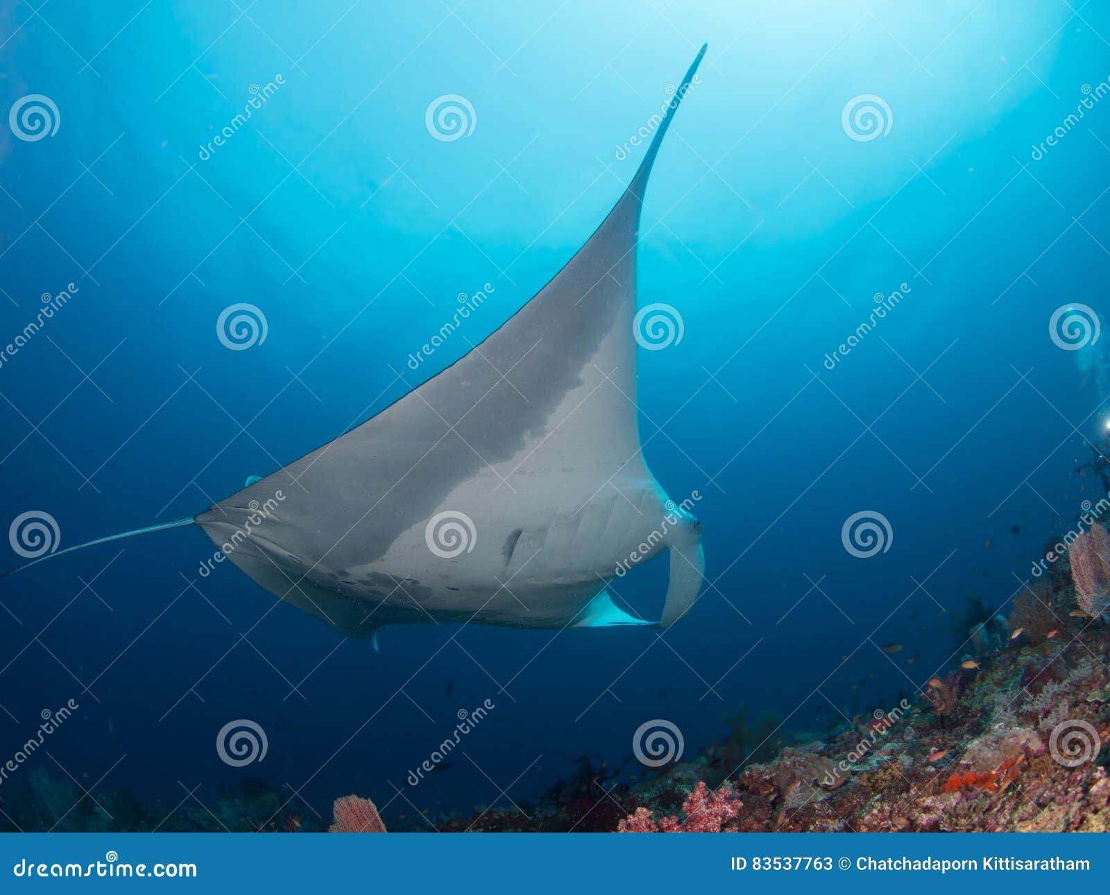 Manta ray is flying stock image. Image of maldives, scuba - 83537763