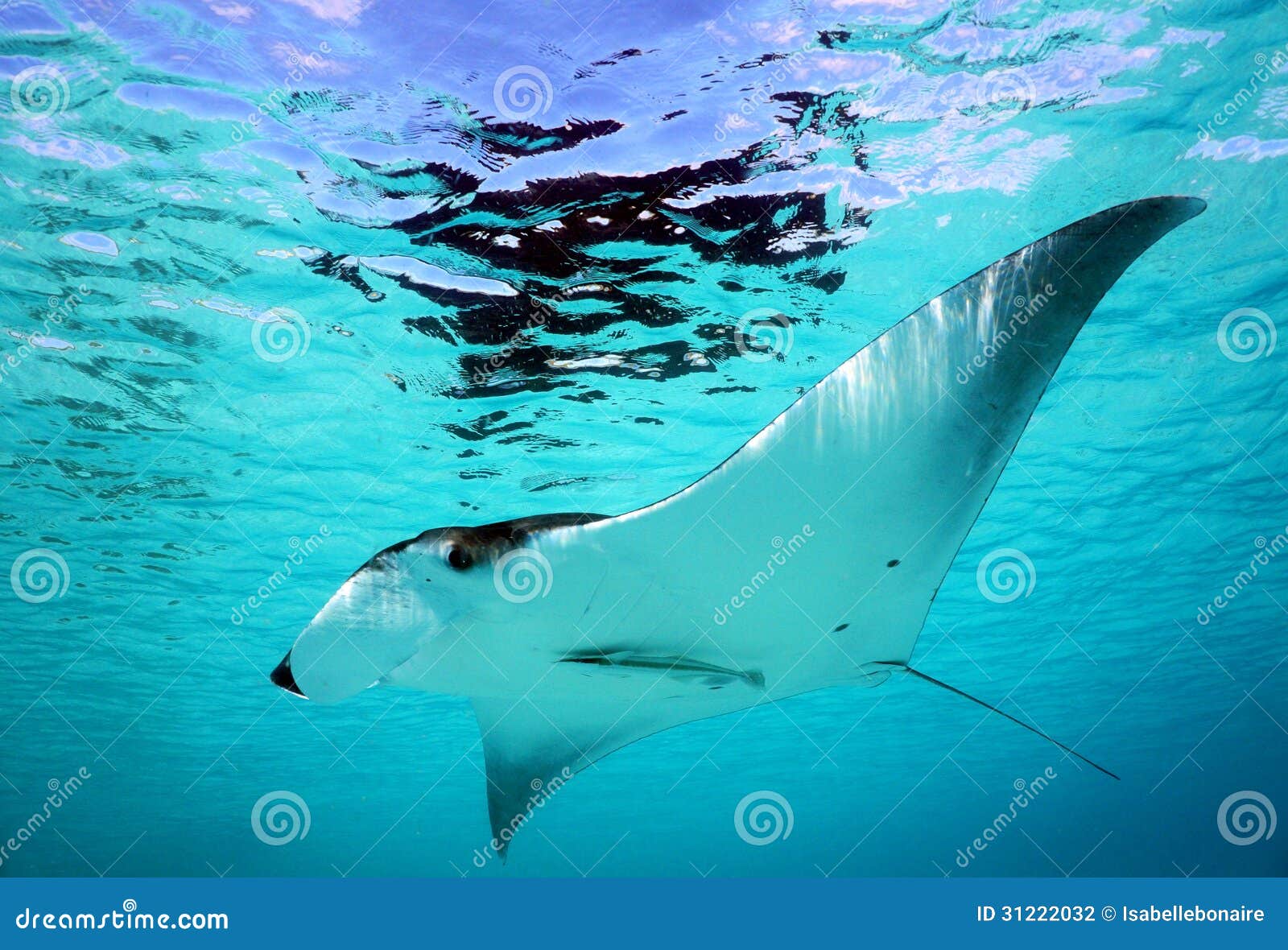 Manta Ray stock photo. Image of caribbean, scuba, summer - 31222032