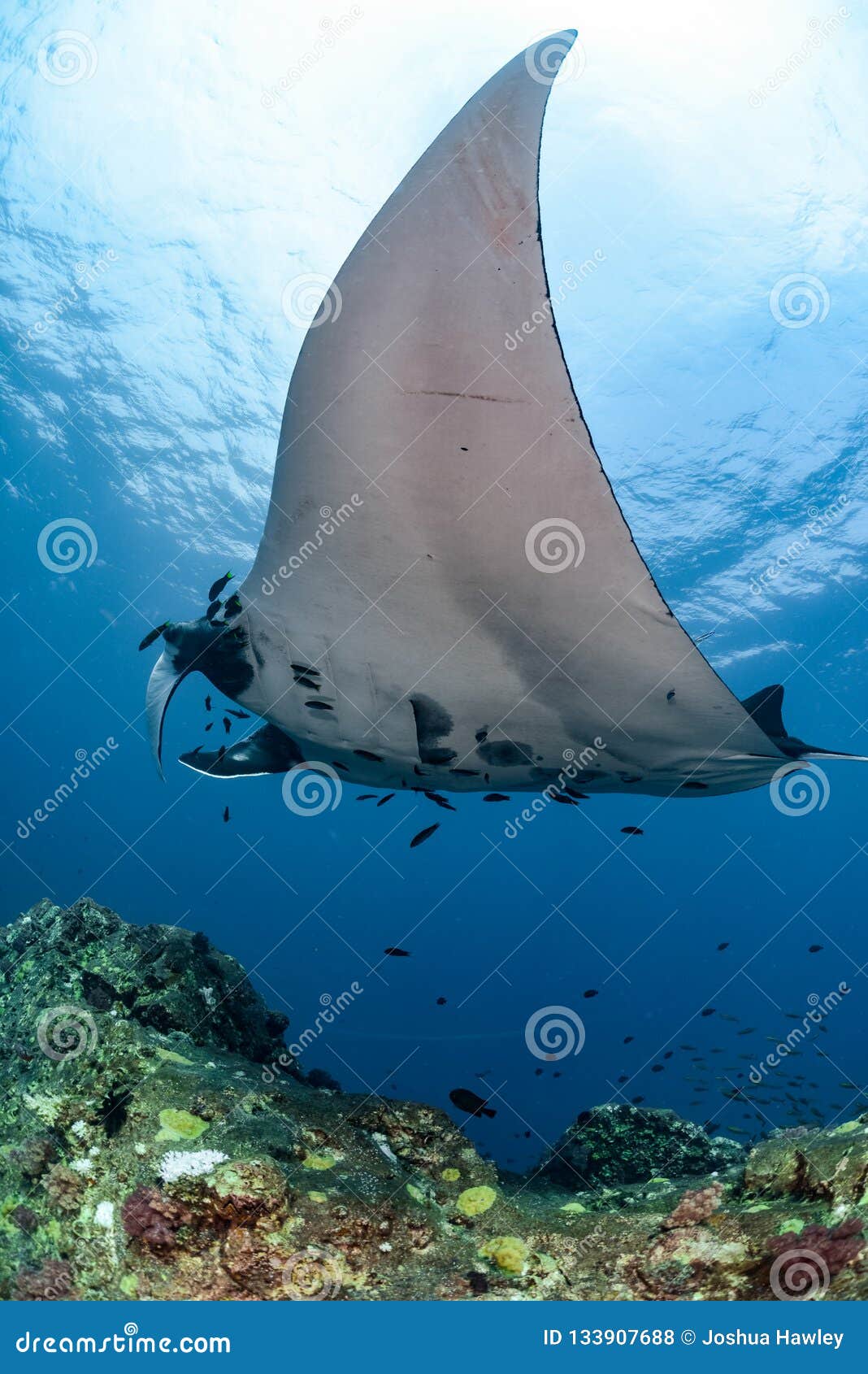Manta Ray at Hin Daeng in Thailand Stock Photo - Image of water ...