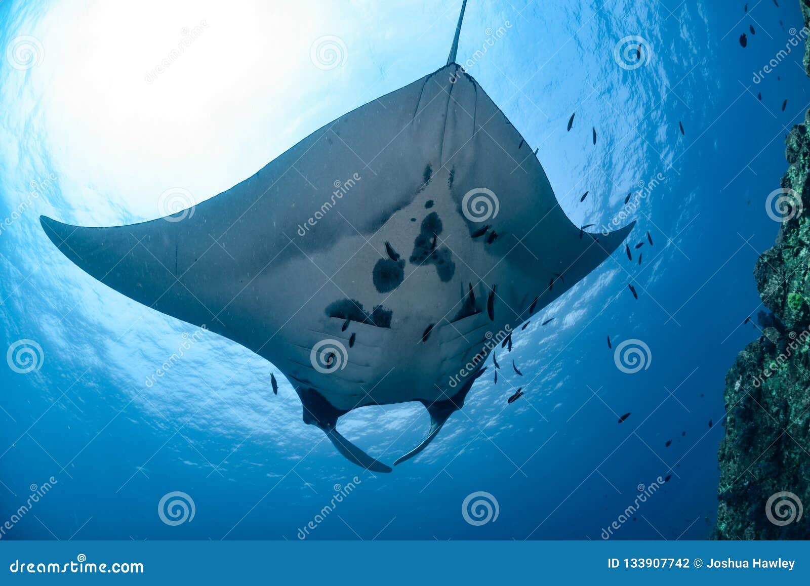 Manta Ray at Hin Daeng in Thailand Stock Photo - Image of reef, wild ...