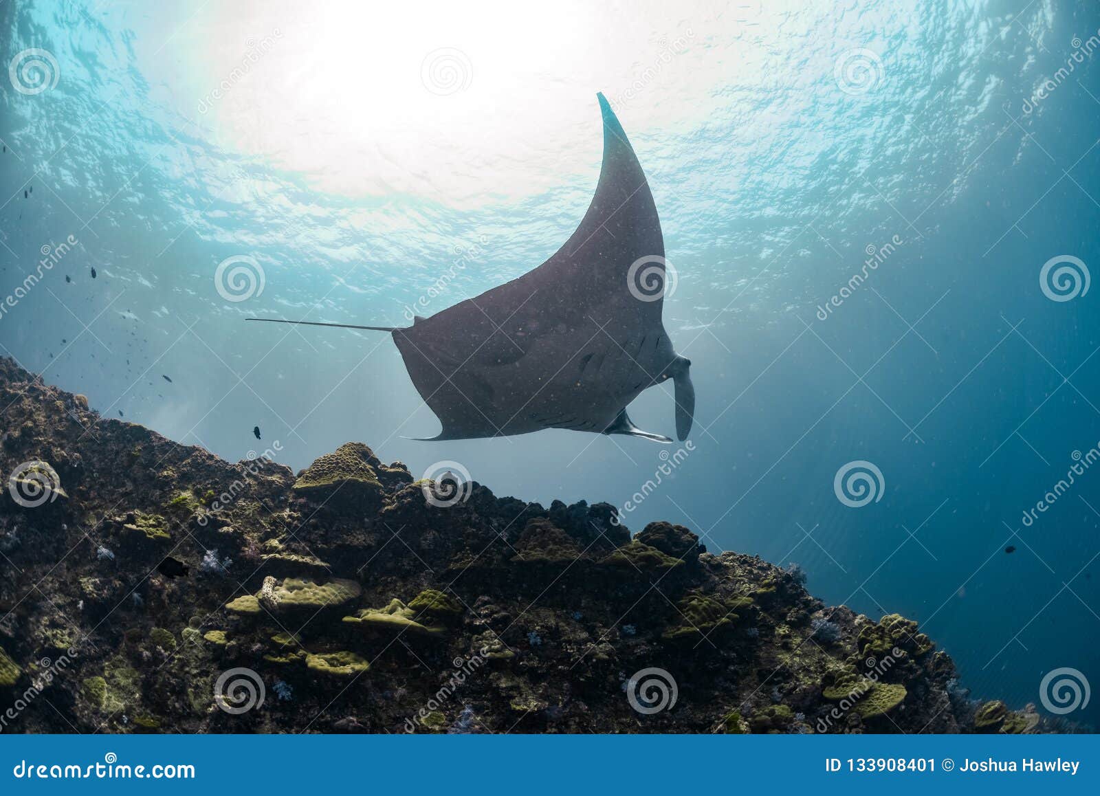 Manta Ray at Hin Daeng in Thailand Stock Image - Image of wing, wild ...