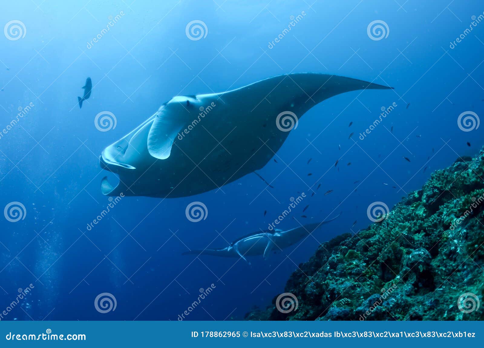 The Giant Oceanic Manta Ray Mobula Birostris Stock Image - Image of ...