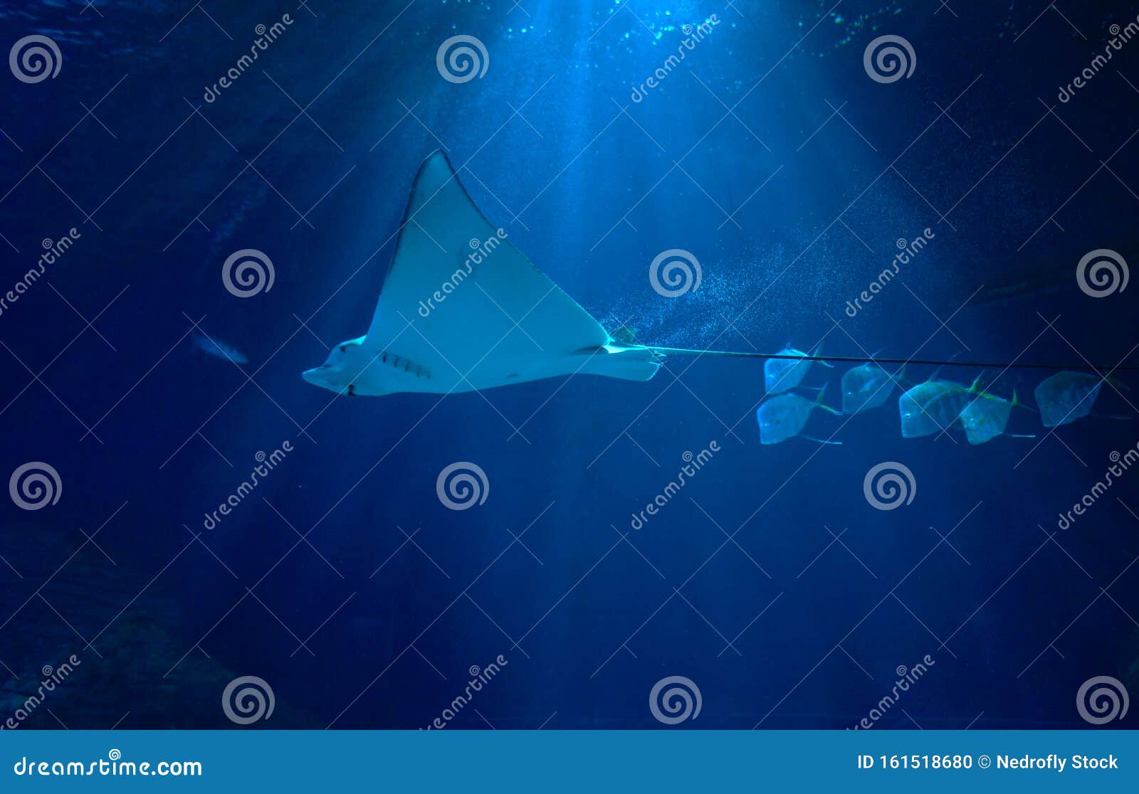 Manta Ray Next To More Fish Inside an Aquarium Stock Photo - Image of ...