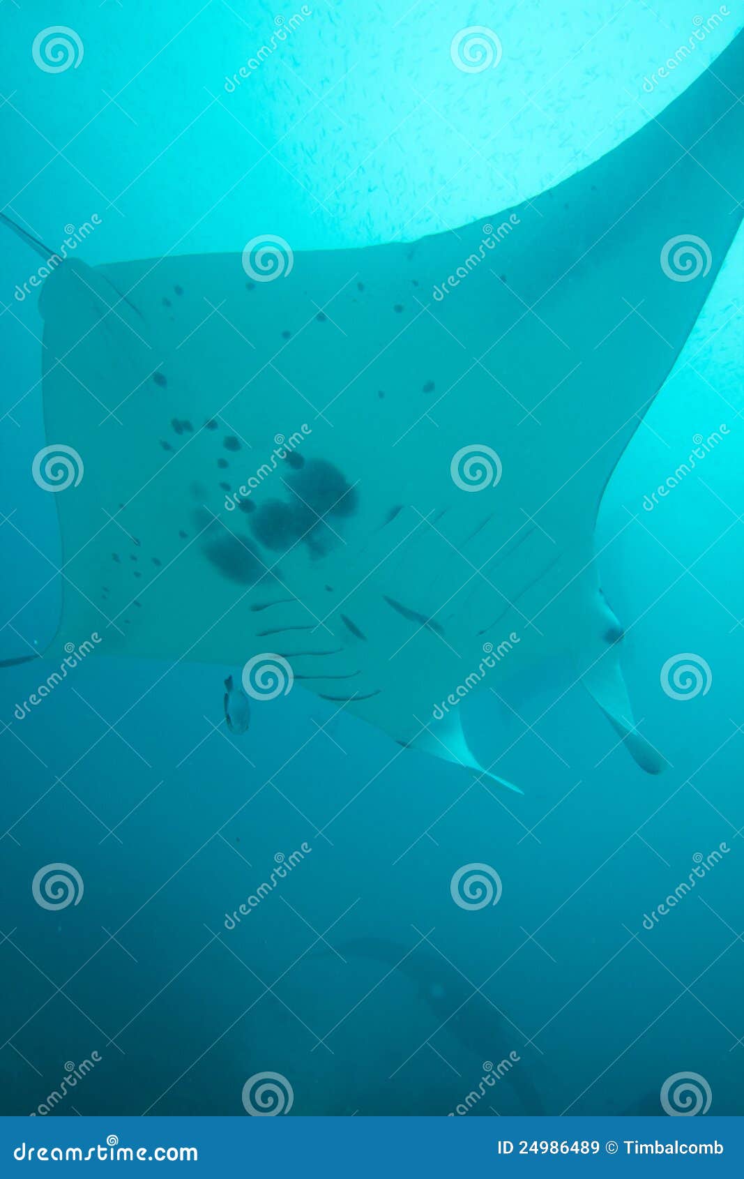 Manta ray overhead stock image. Image of tropical, ocean - 24986489