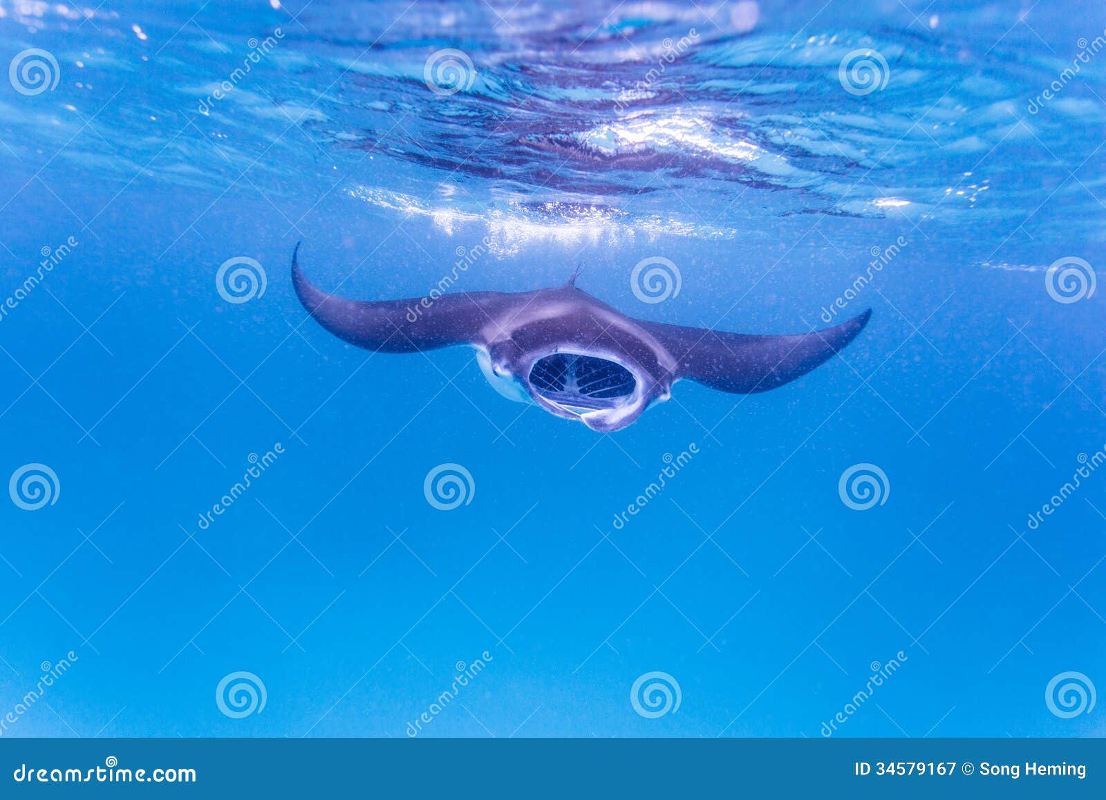 Manta ray stock image. Image of dive, activity, camera - 34579167