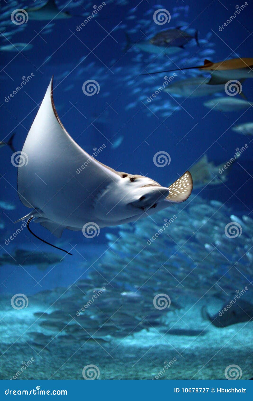 Manta Ray Seeming To Fly Underwater Stock Image - Image of diver ...