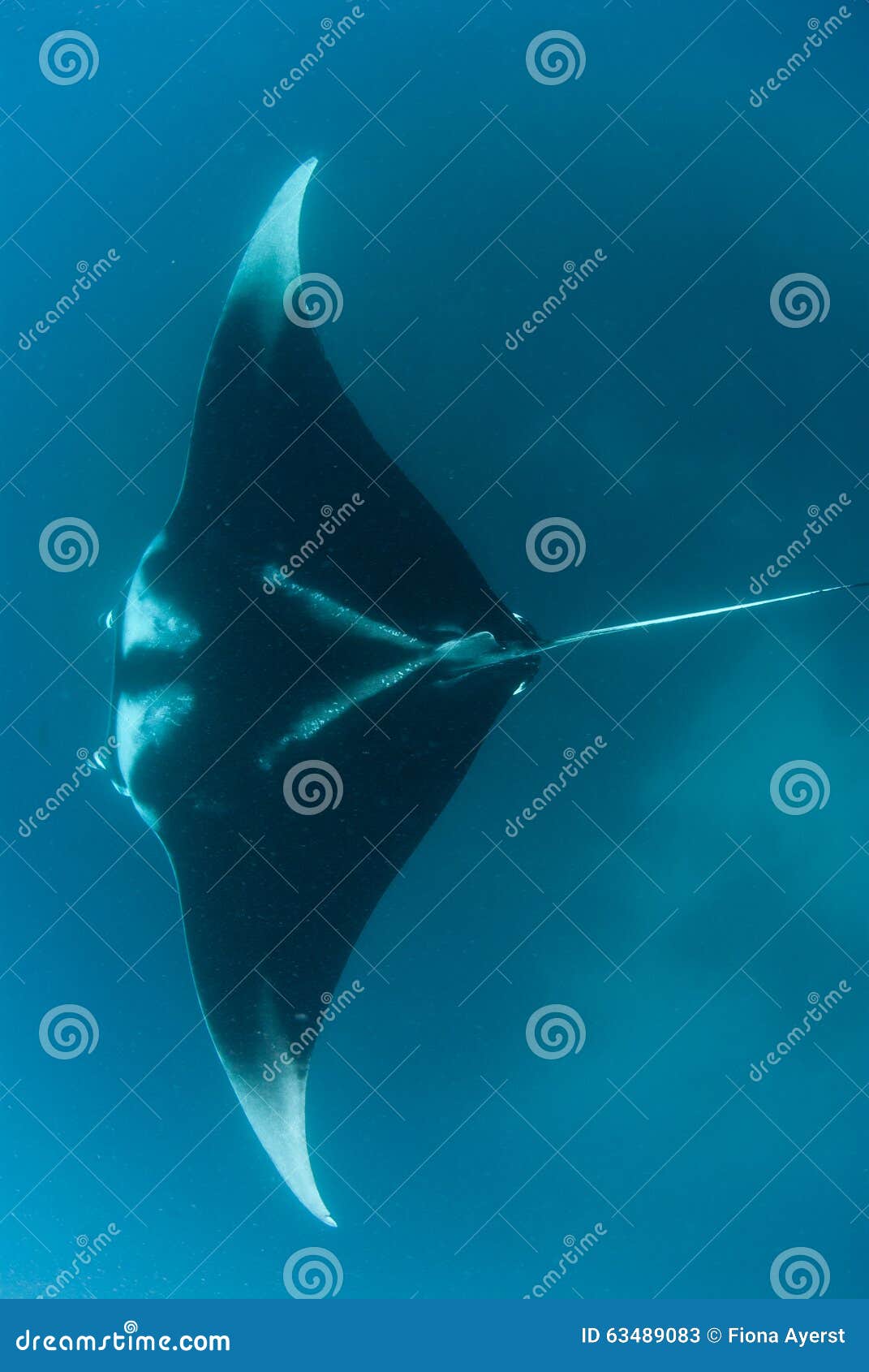 A manta ray from top down stock image. Image of ocean - 63489083