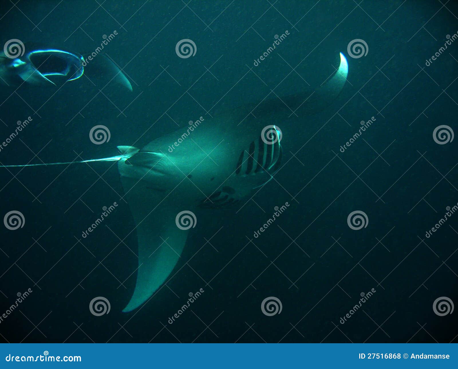 116 Manta Oceanic Rays Photos - Free & Royalty-Free Stock Photos from ...