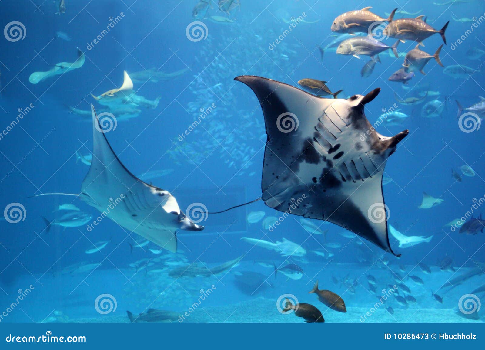 Manta Rays Flying into a Swarm of Other Fish Stock Image - Image of ...