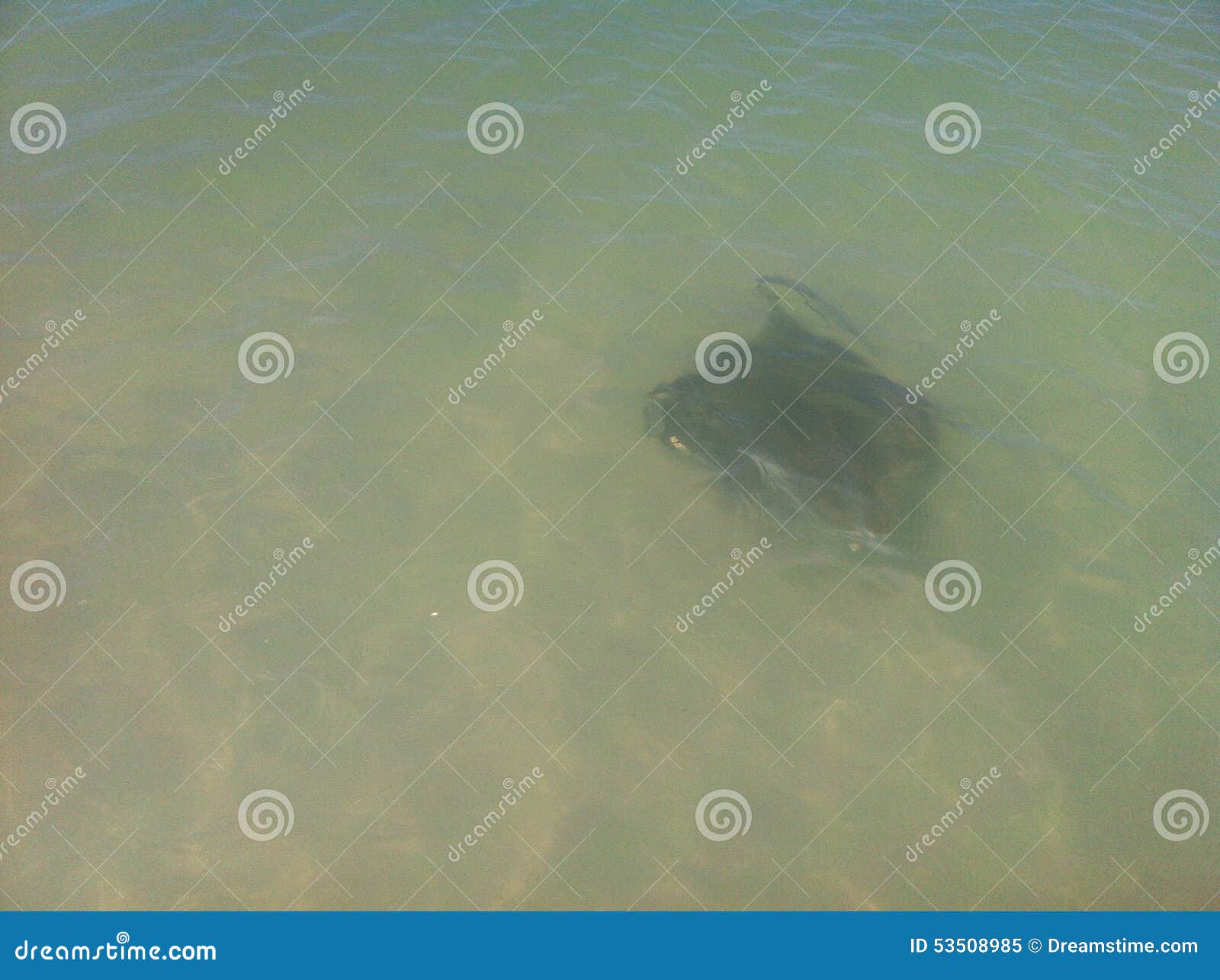 Manta Rays on Lido Beach stock image. Image of beach - 53508985