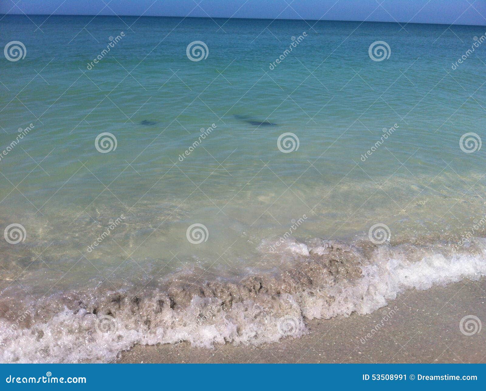 Manta Rays on Lido Beach stock image. Image of sand, swim - 53508991