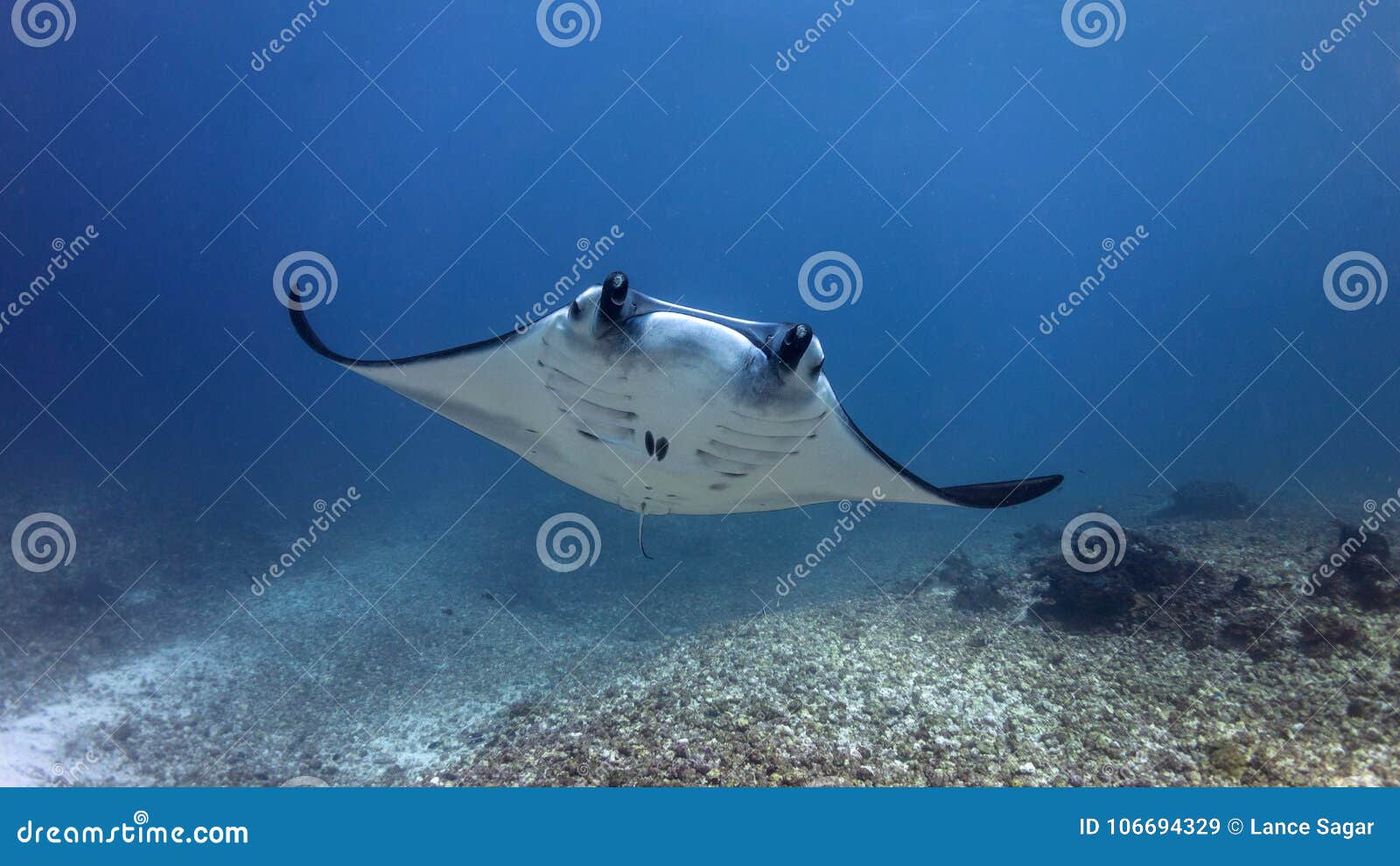 Manta Smile stock image. Image of ocean, life, water - 106694329