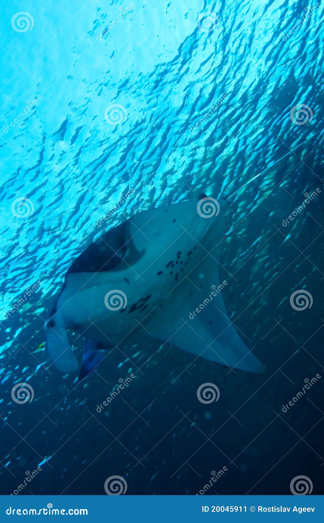 Manta Swimming Near Surface Stock Image - Image of reef, bottom: 20045911
