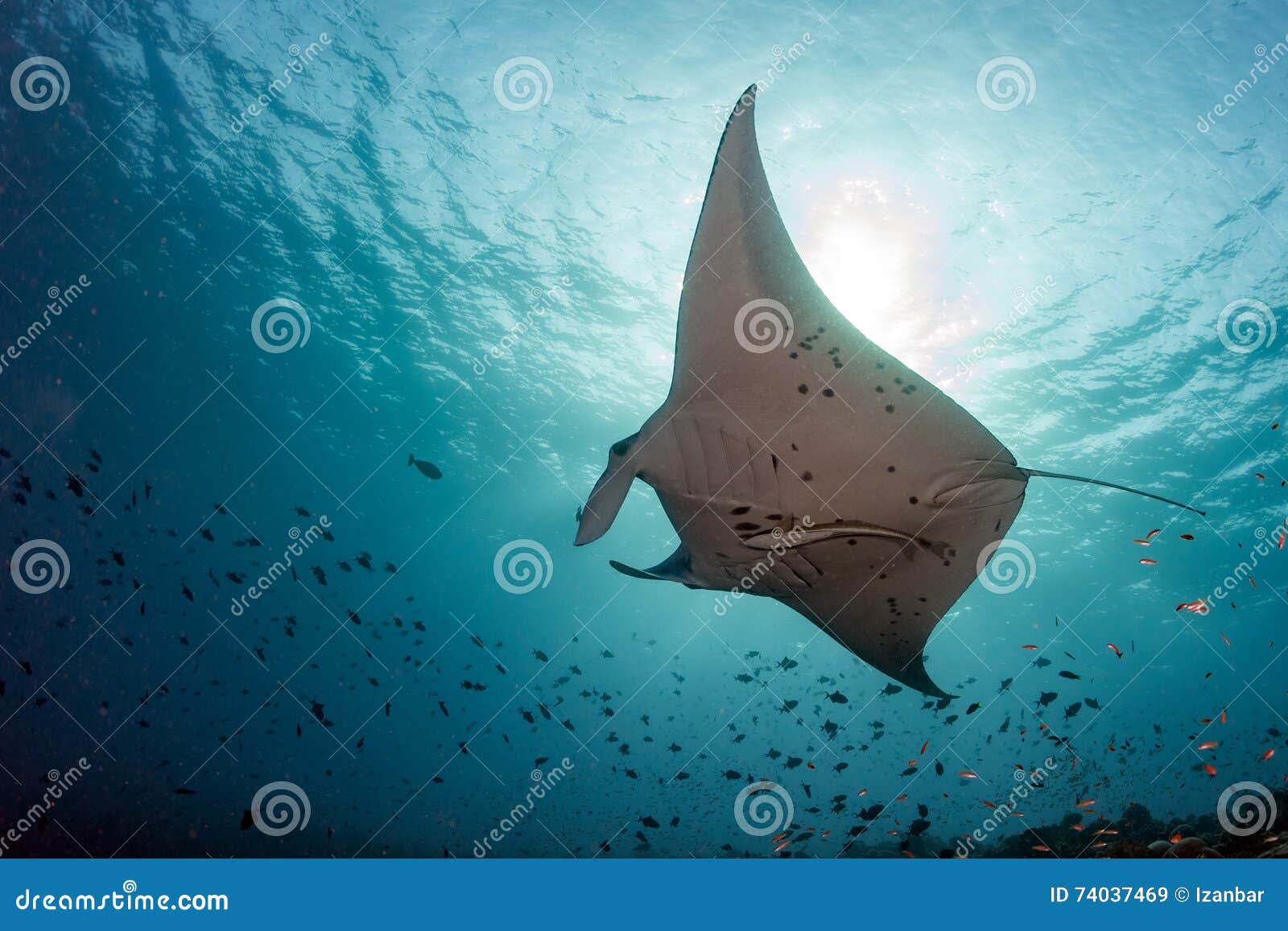 Manta Underwater in the Blue Ocean Background Stock Image - Image of ...