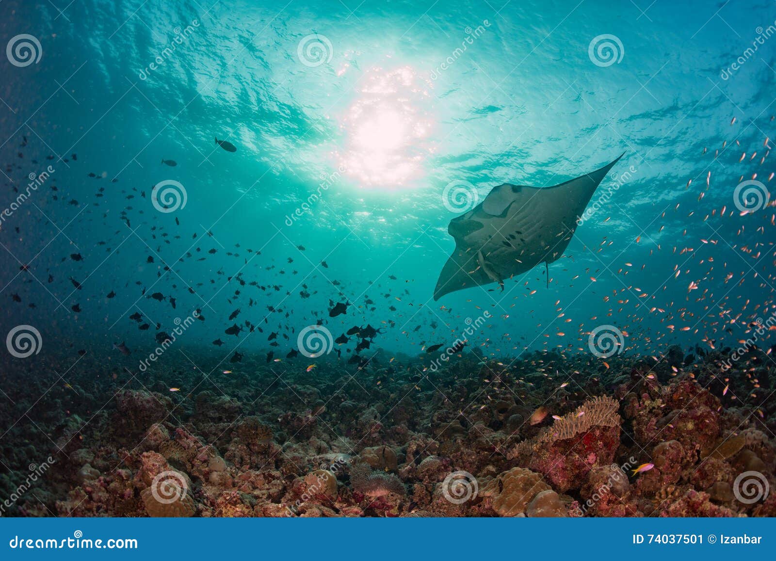 Manta Underwater In The Blue Ocean Background Royalty-Free Stock ...
