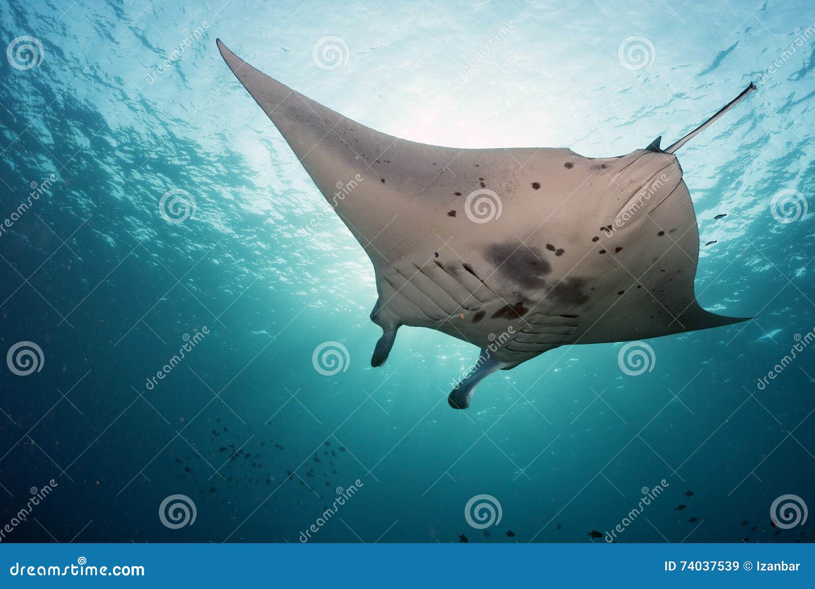 Manta Underwater In The Blue Ocean Background Royalty-Free Stock ...