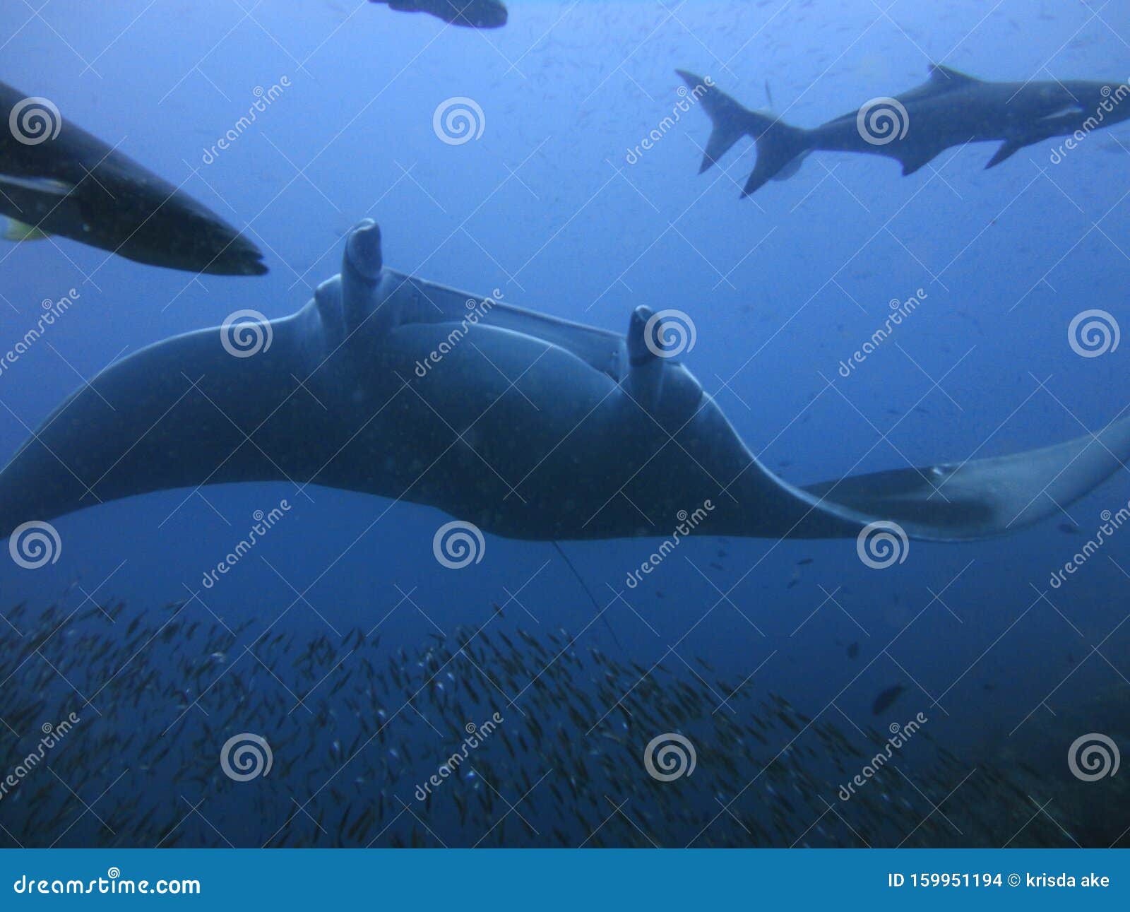 Mantaray fish deep sea stock photo. Image of deep, mantaray - 159951194