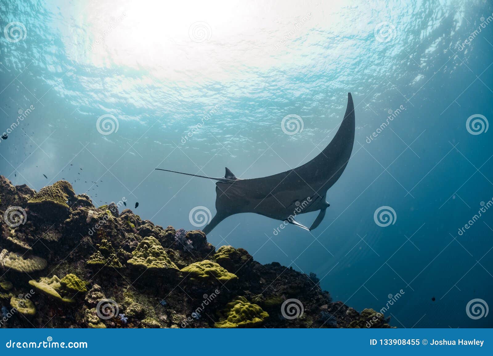 Mantarochen Bei Hin Daeng in Thailand Stockbild - Bild von blau, grau ...