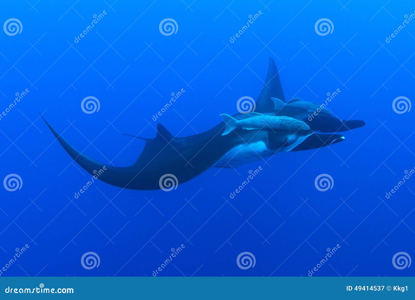 Mantarochen Bei Socorro Island, Mexiko Stockbild - Bild von boot ...