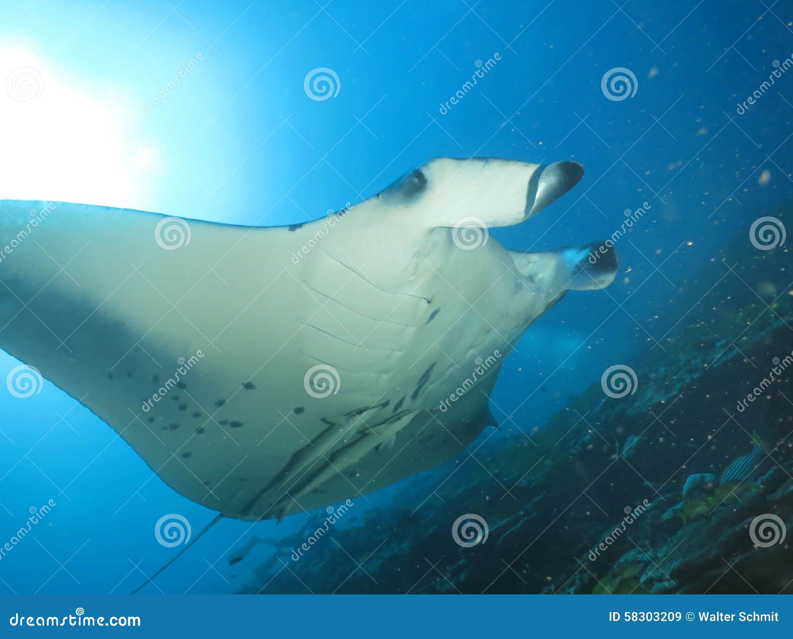 Mantarochen Malediven stockbild. Bild von strahl, schnorchel - 58303209
