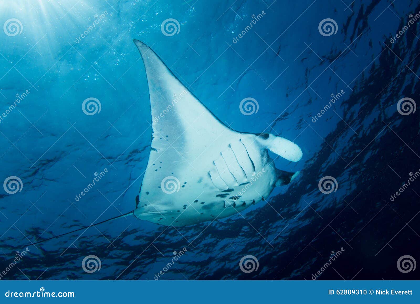 Mantarochen - Manta Alfredi Stockfoto - Bild von lebewesen, gebläse ...