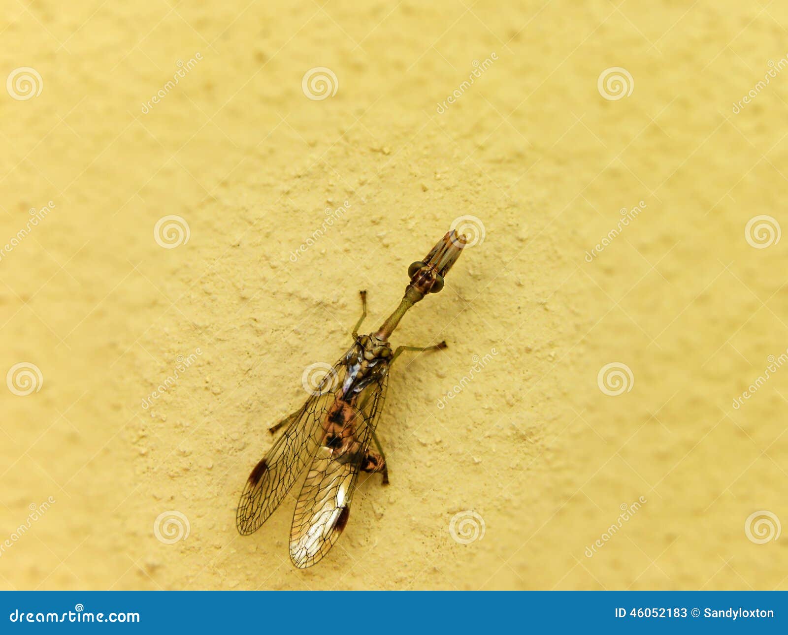 Mantid Fly stock image. Image of mantis, southern, mantispidae - 46052183