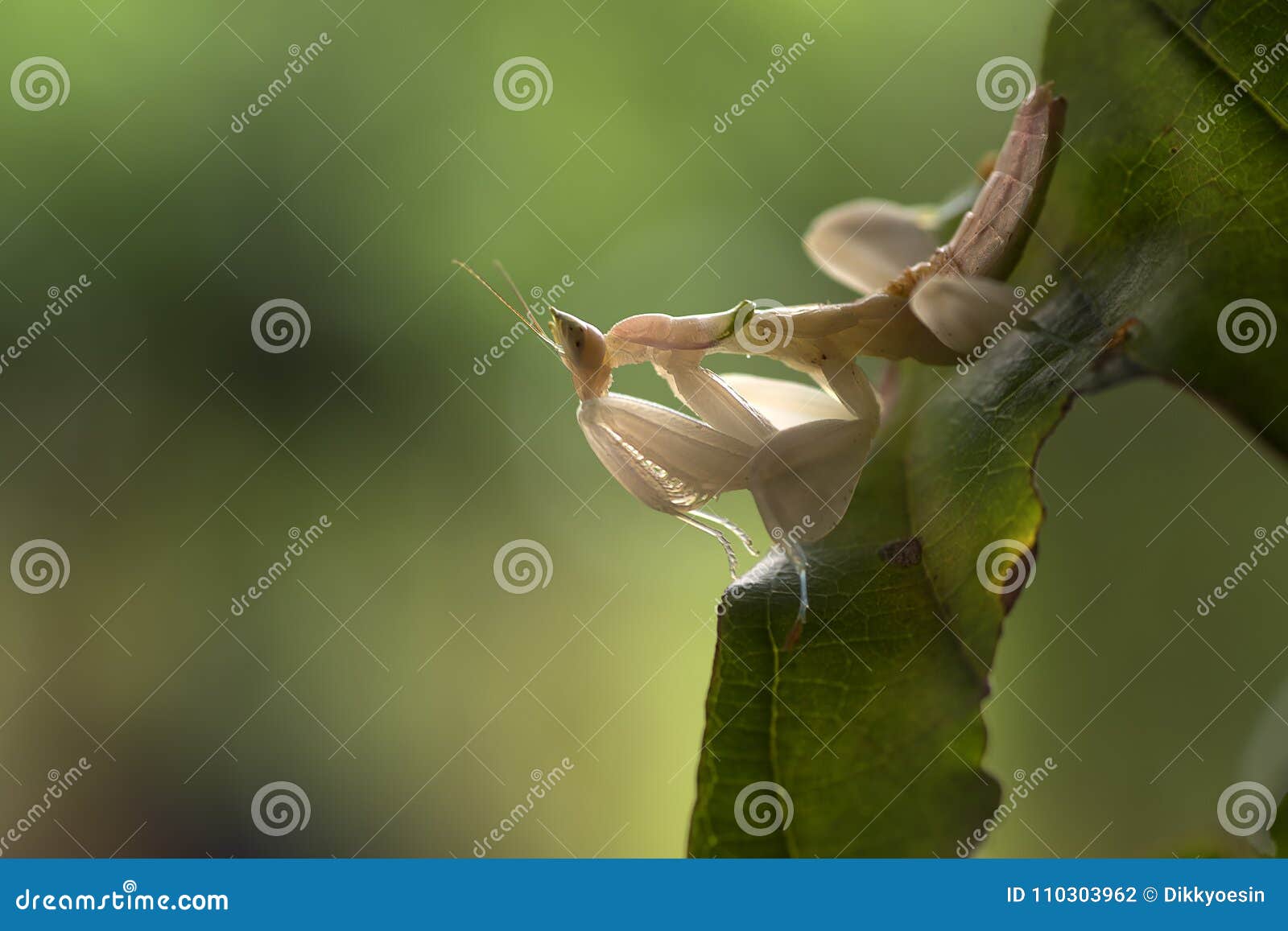 Mantide Bianco Dell'orchidea Fotografia Stock - Immagine di rosa ...