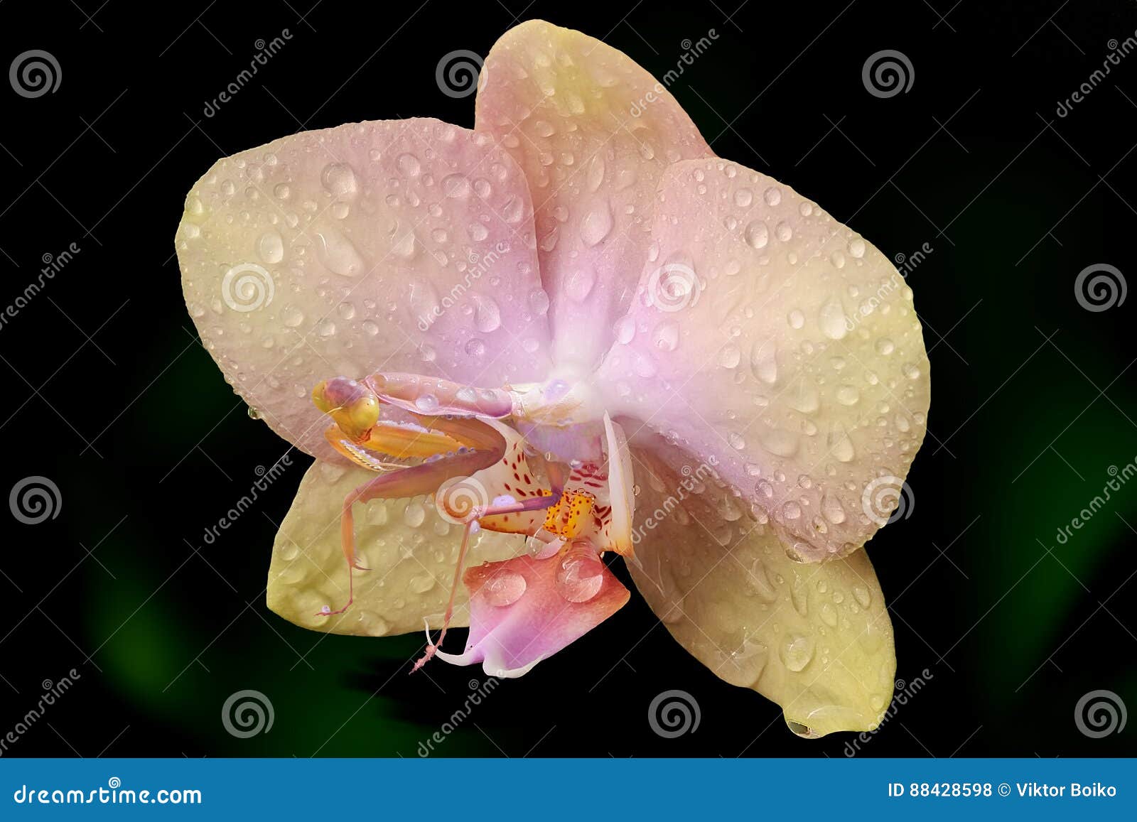 Mantide Predatore Dell'orchidea Fotografia Stock - Immagine di morbido ...