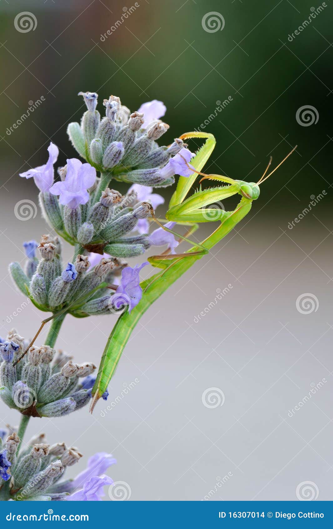 Mantide religiosa stock photo. Image of green, africa - 16307014