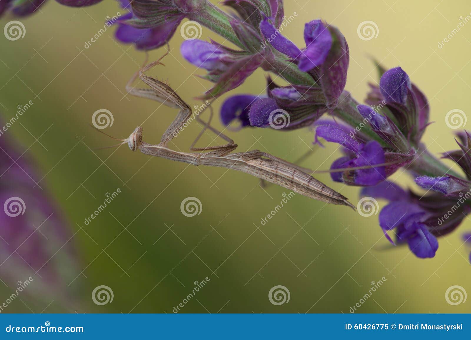 Mantide sulla pianta immagine stock. Immagine di diagonale - 60426775