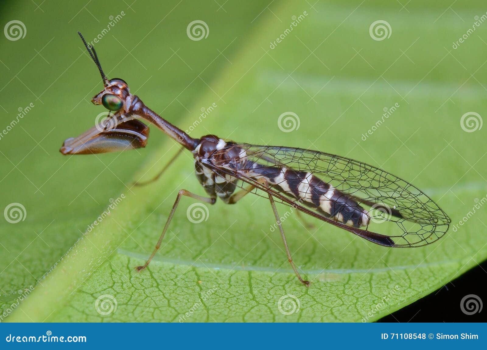Mantidfly stock photo. Image of animals, macro, mantispidae - 71108548