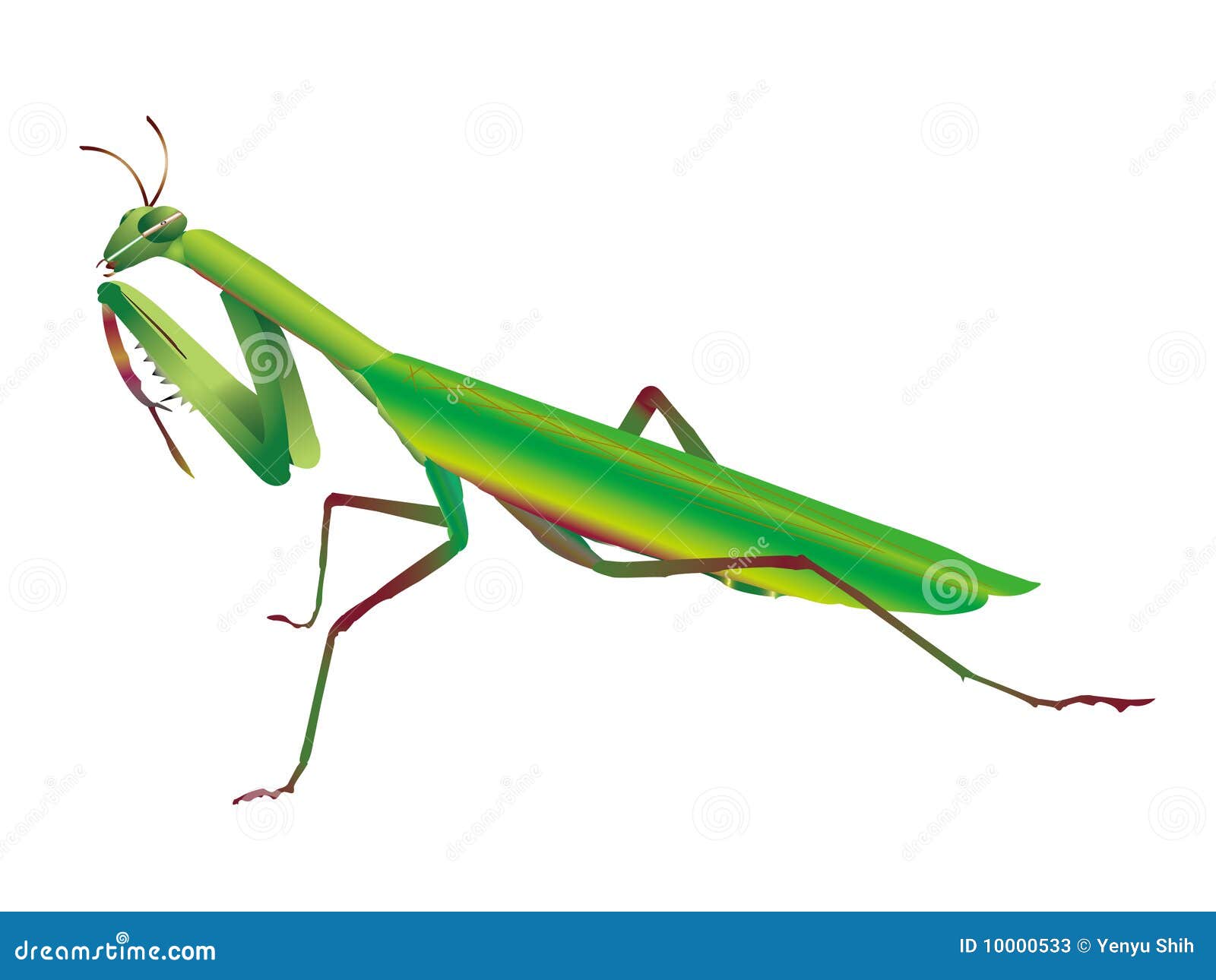Mantis Cartoon Vector | CartoonDealer.com #10000533