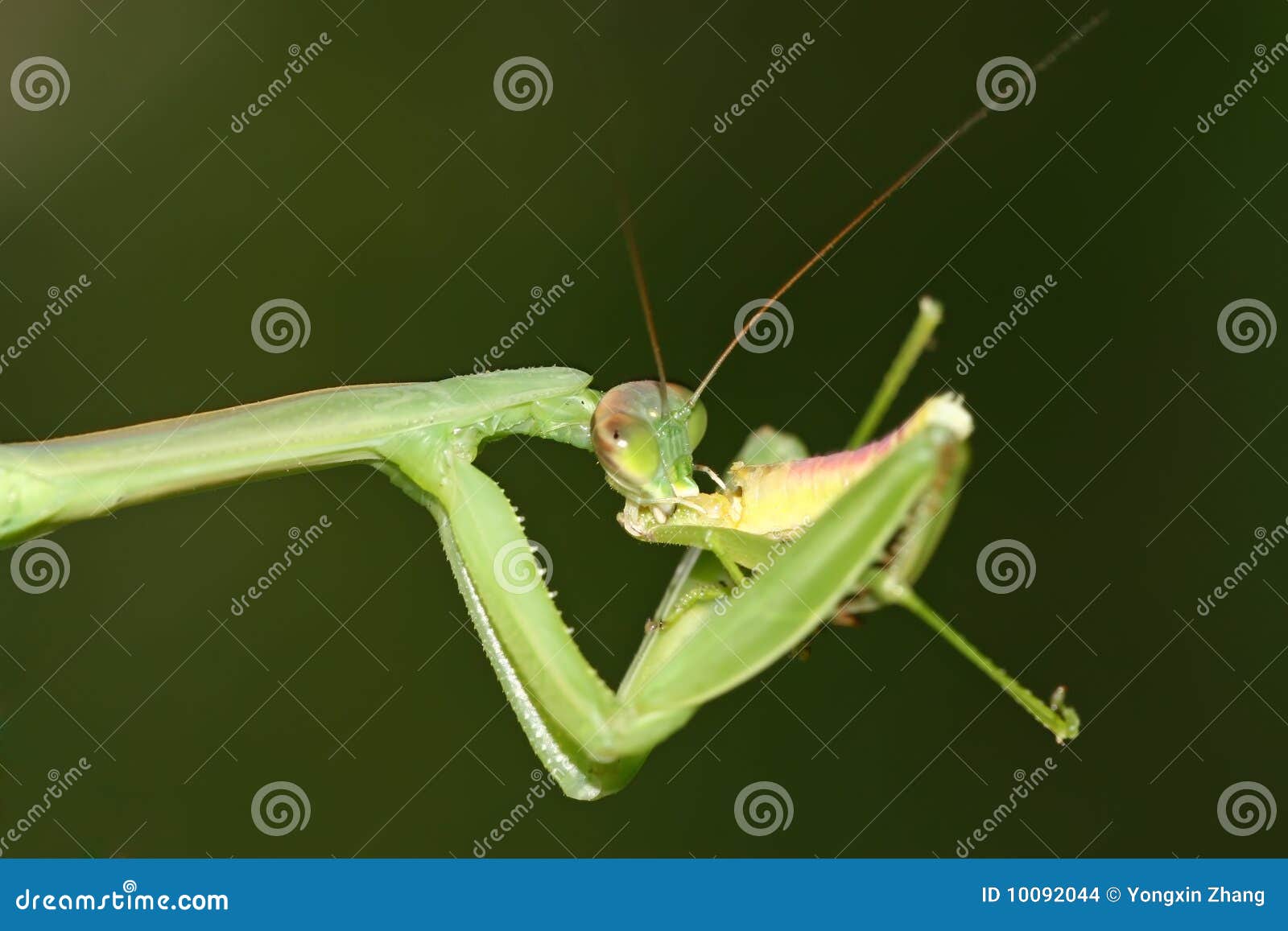 Mantis stock photo. Image of macro, biological, agriculture - 10092044